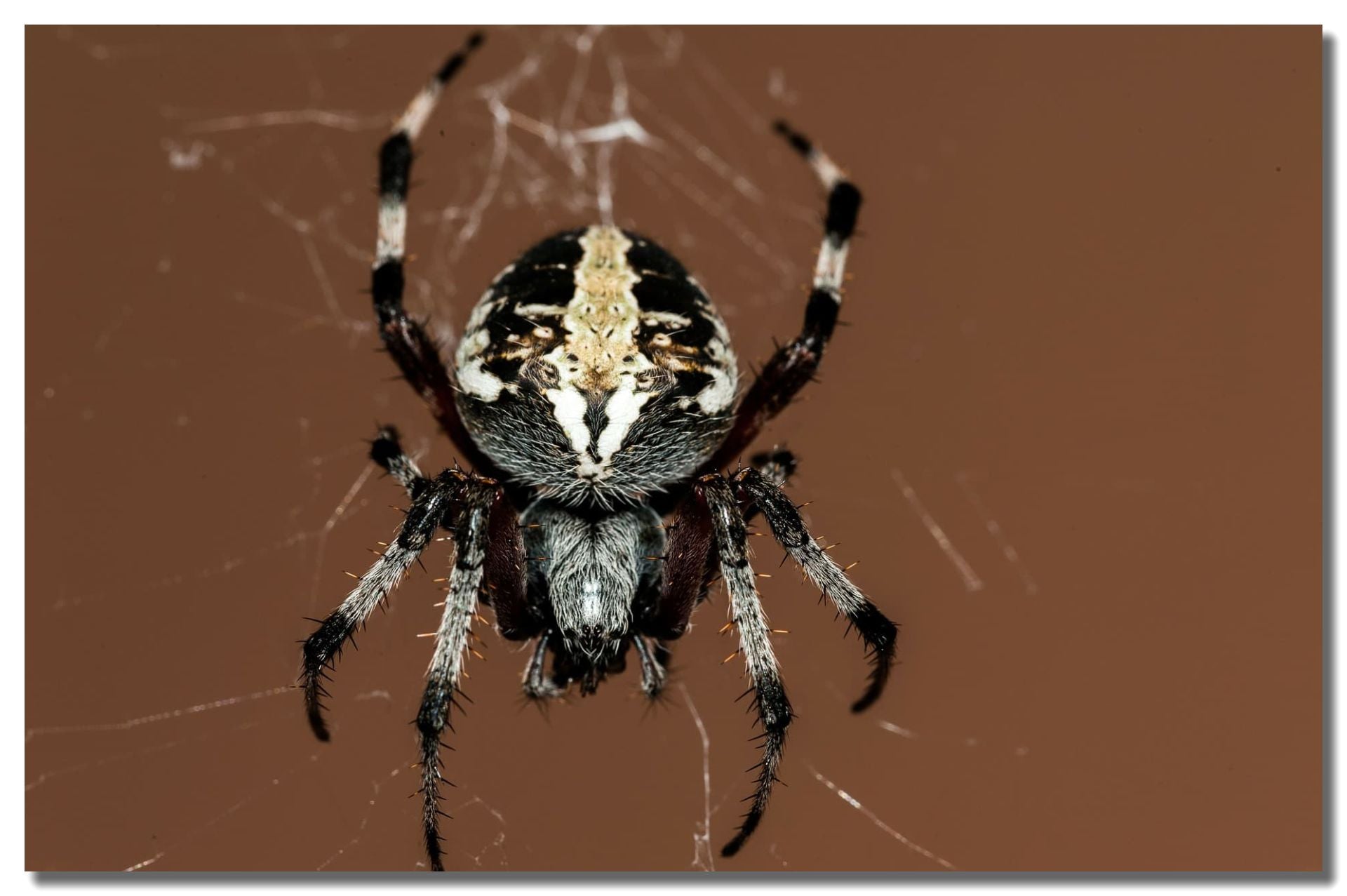 Spider Killer Products | Lawn & Pest Control Supply | Lawn and Pest ...